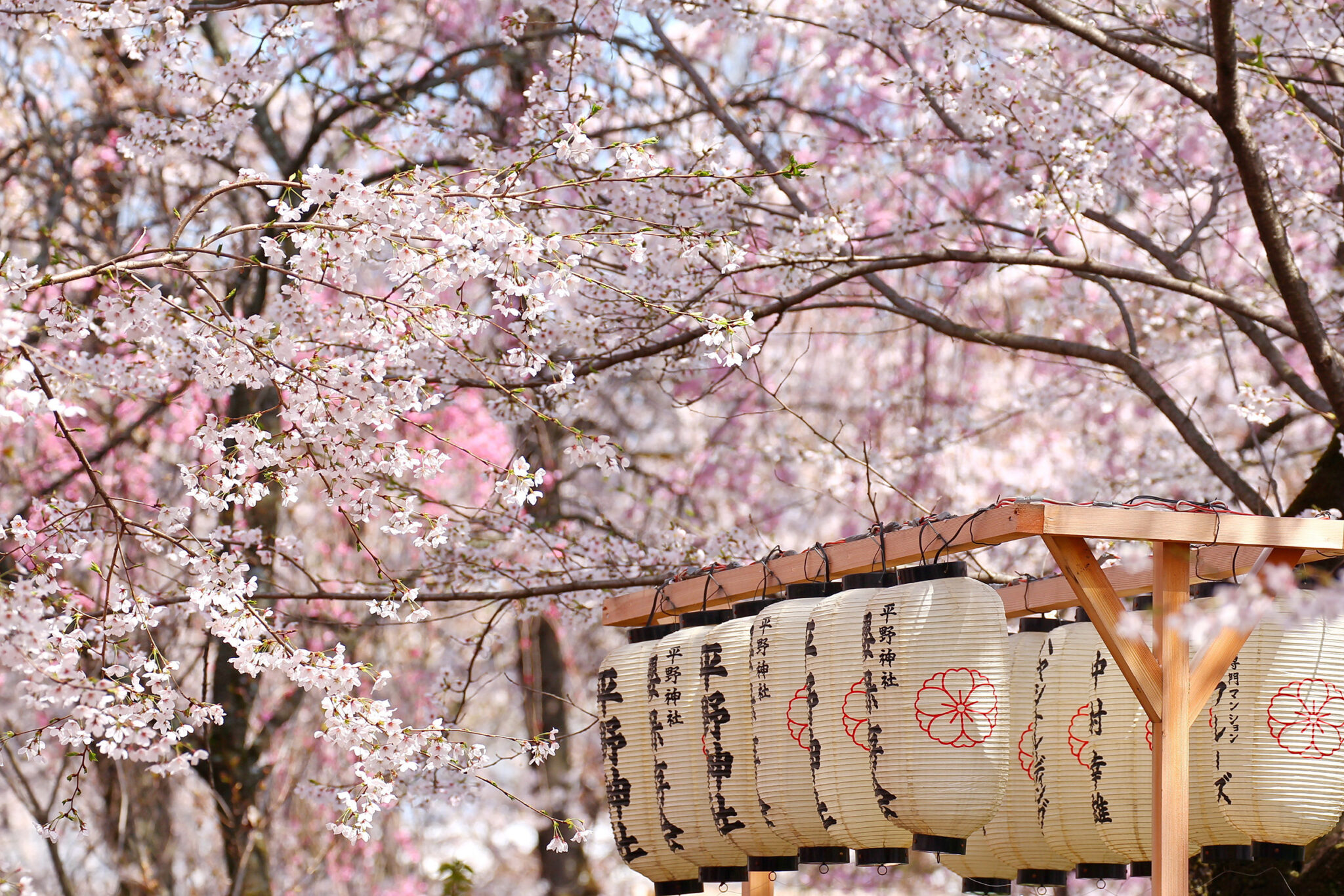 Kirschblüte in Japan: Die schönsten Orte & Feste
