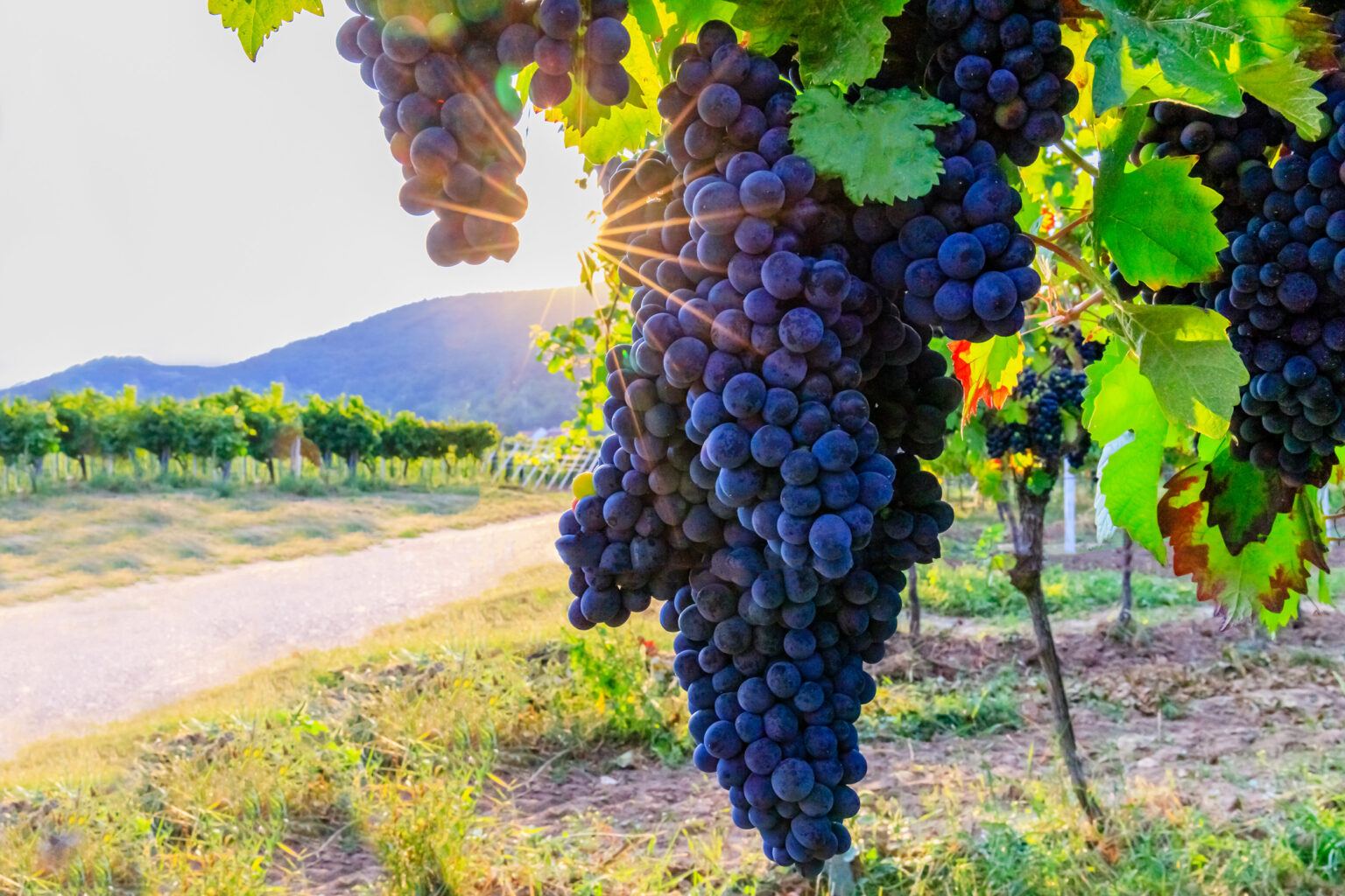 Top 5: Schönste Weinanbaugebiete in Deutschland