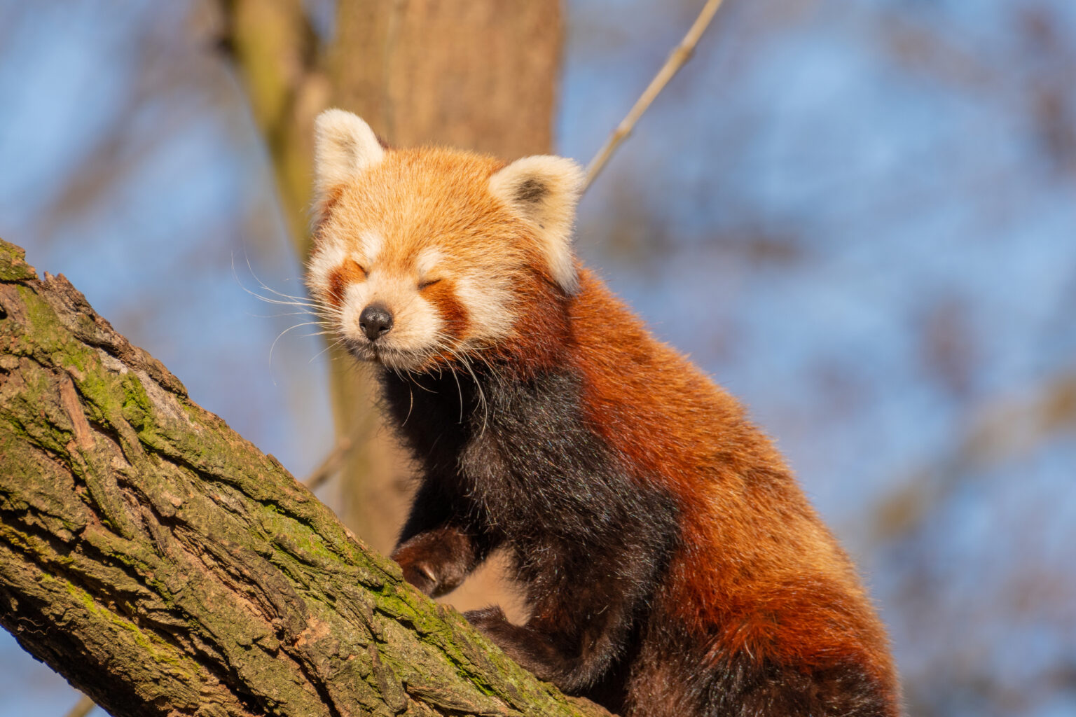 Die 15 besten Zoos in Deutschland