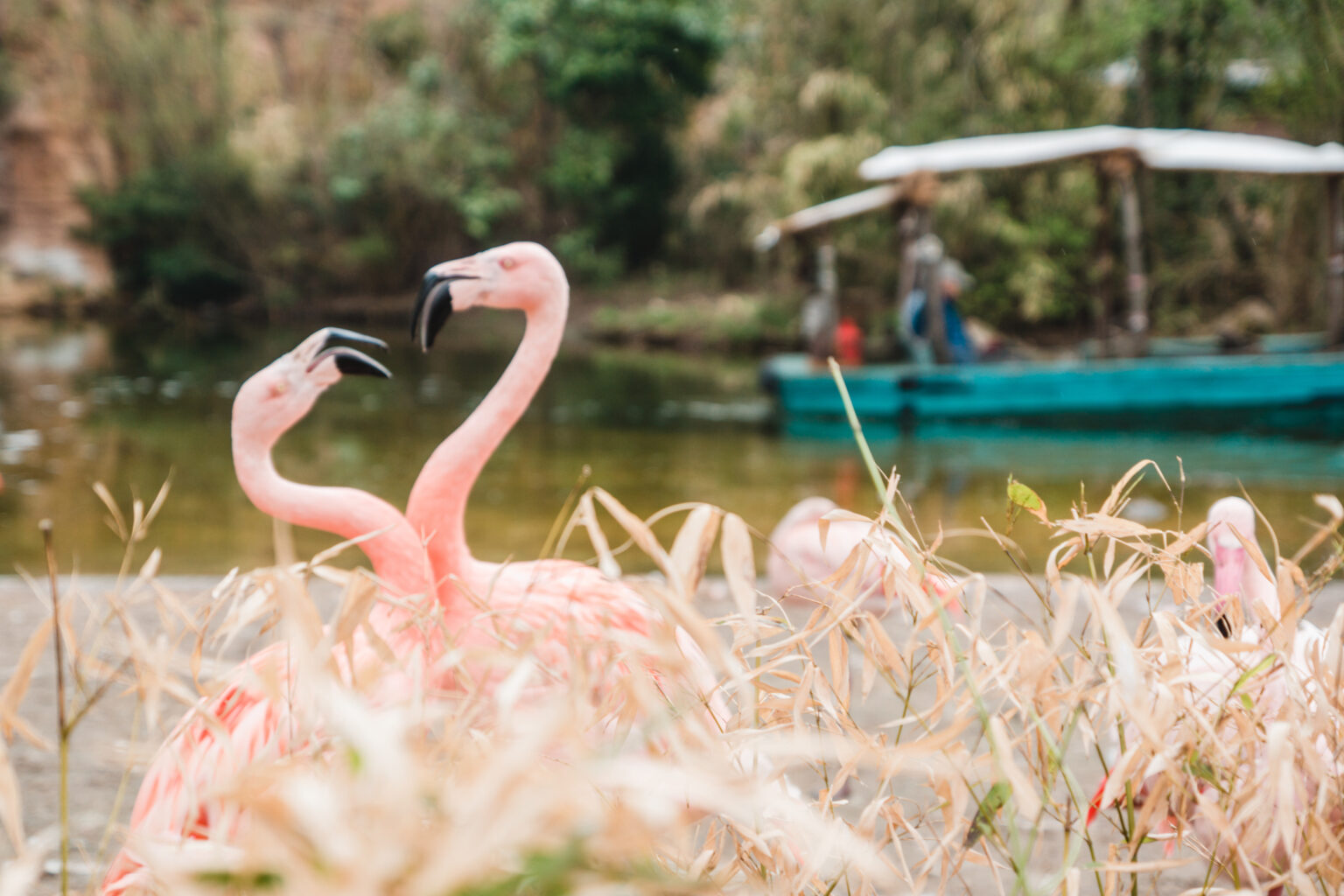 Die 15 besten Zoos in Deutschland